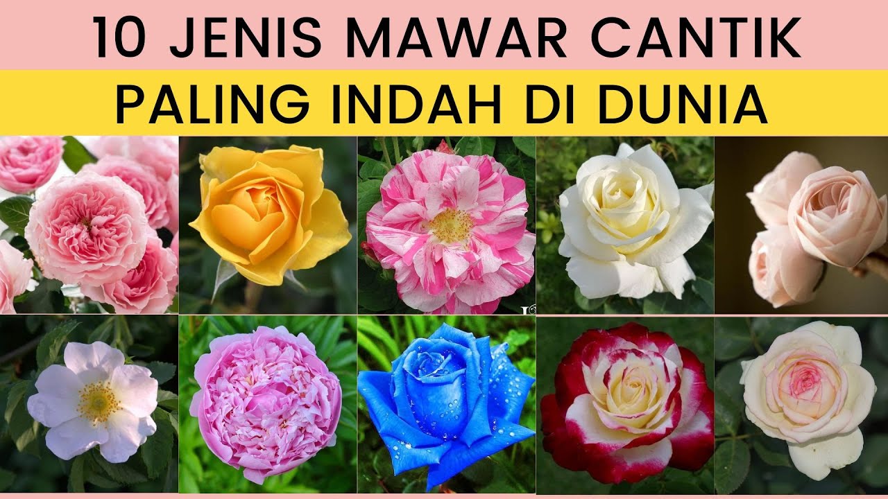 10 Jenis Bunga Mawar Terindah Di Dunia Untuk Percantik Halaman Rumah ...