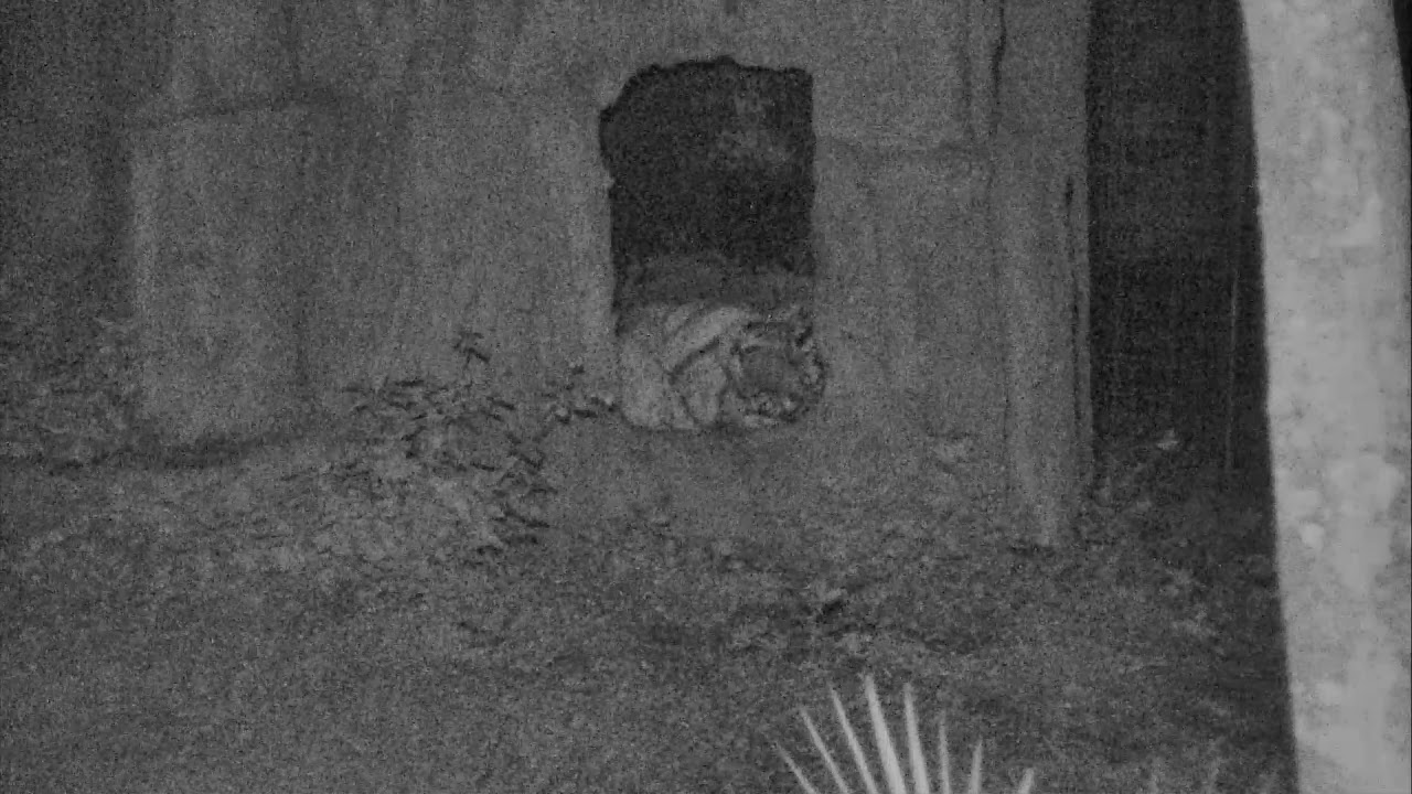 Tiger Lake 02-15-2019 10:43:04 - 11:43:05 - YouTube