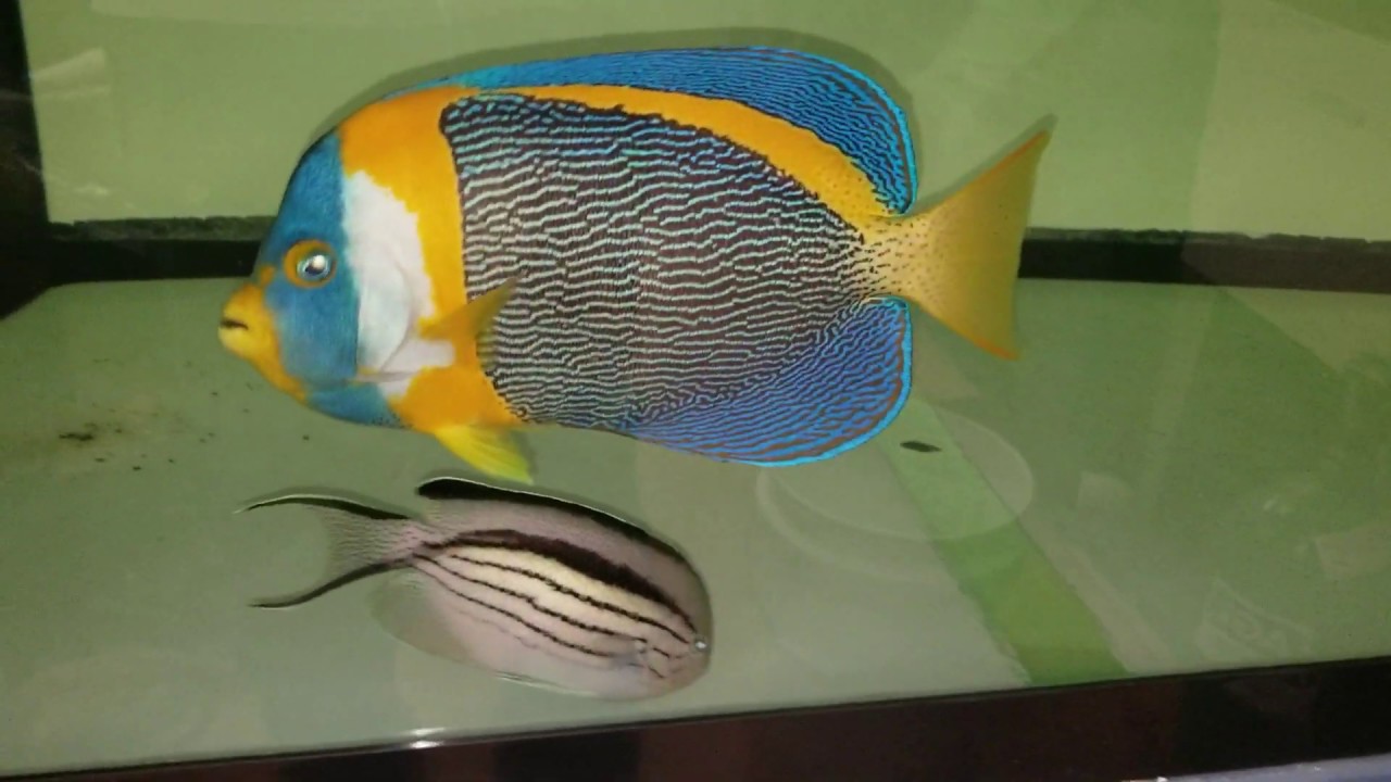 Scribble Angel pr $1749 - Aussie - YouTube