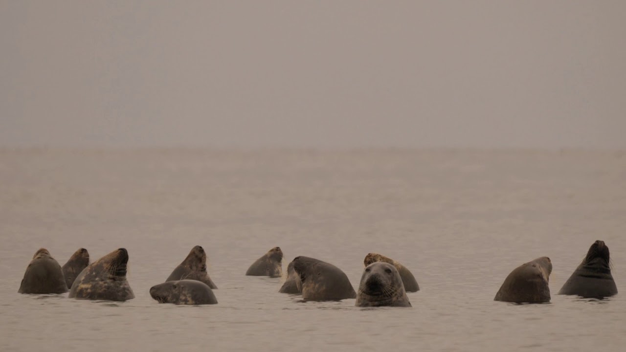 Early Morning with Seals - YouTube