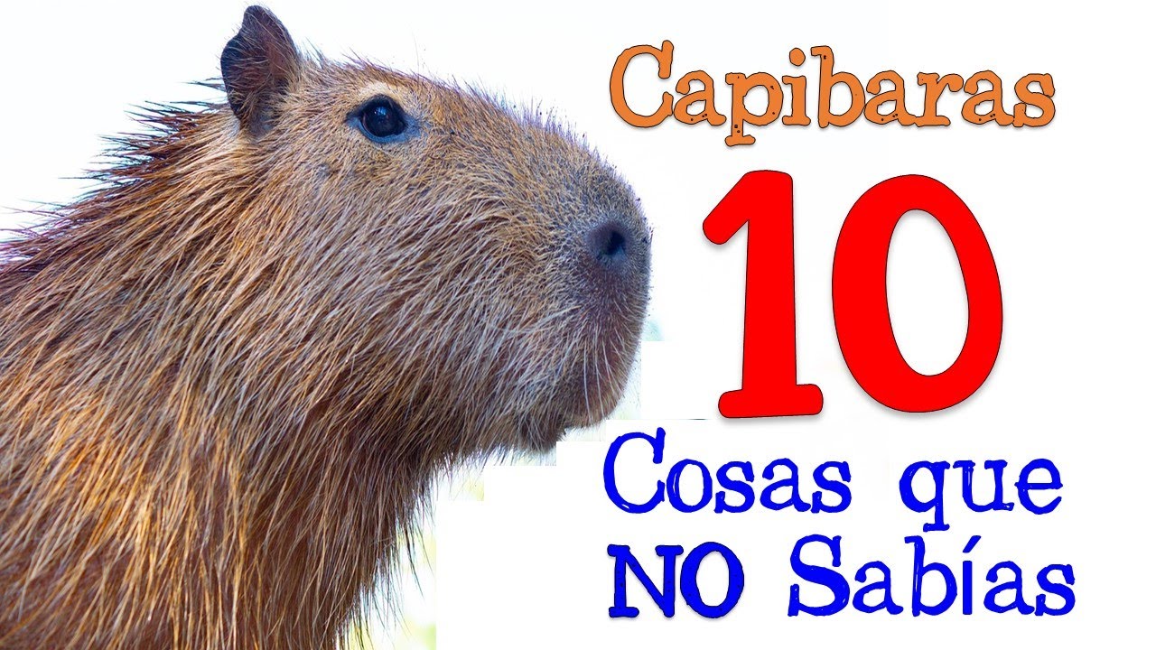 🍉 10 Cosas Que No Sabías De Los Capibaras 🥝 DATOS CURIOSOS 💡 - YouTube