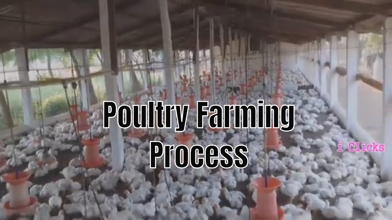 Poultry Farming Process - YouTube