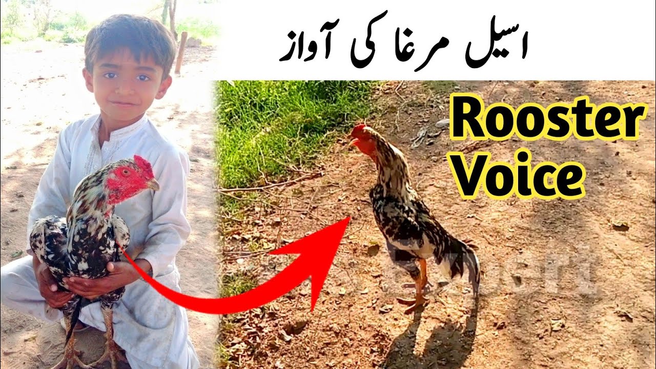 rooster voice || aseel murga ki awaz || aseel murga | asil chicken ...