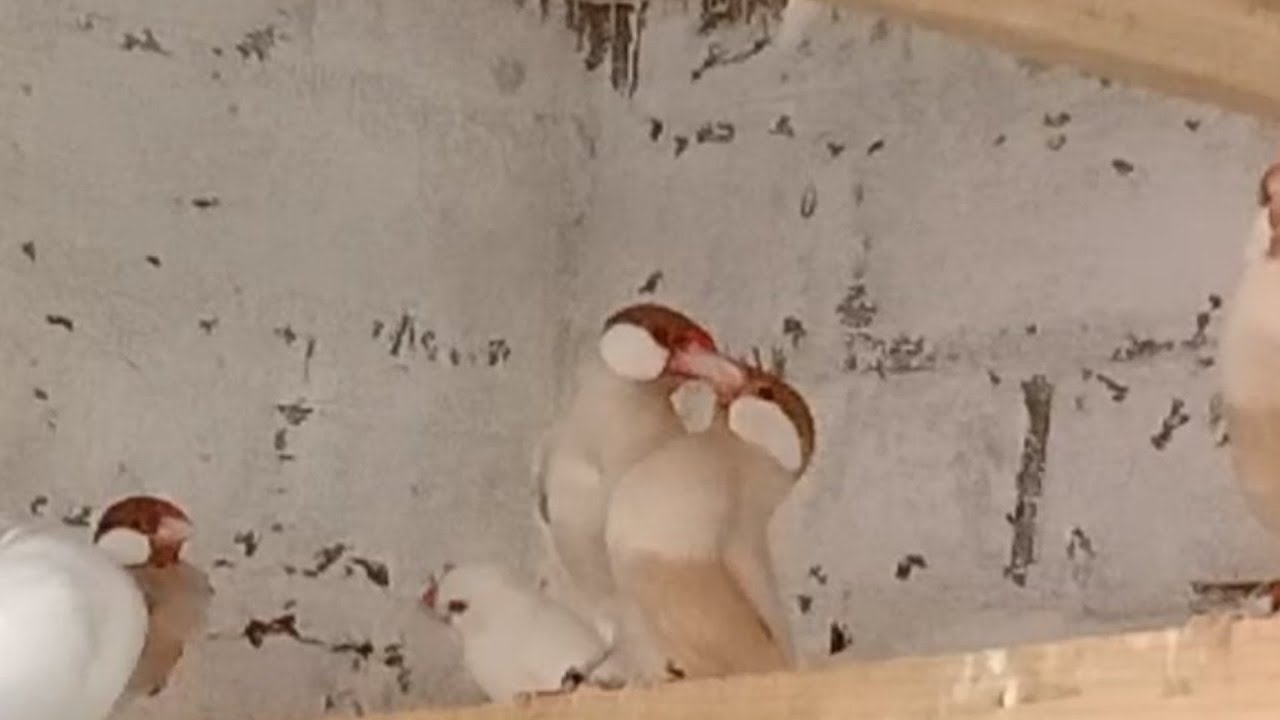 The birds are very happy in their new home | java birds | java sparrow ...