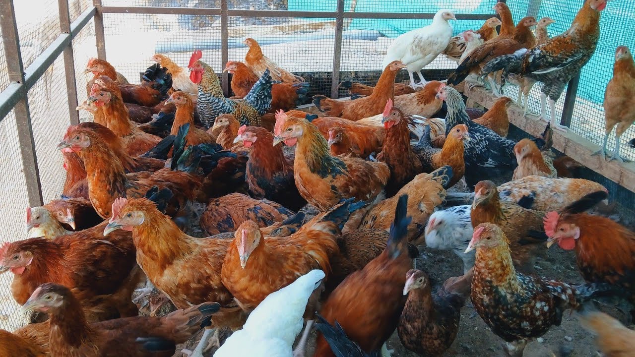 100 gloden misri murgi ka farm || golden misri murgi || golden misri ...