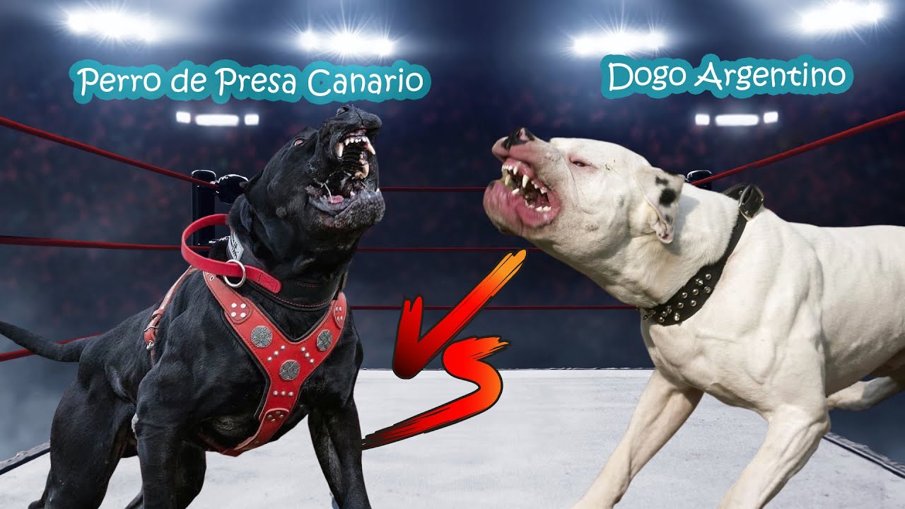 Dogo Argentino Vs Presa Canario