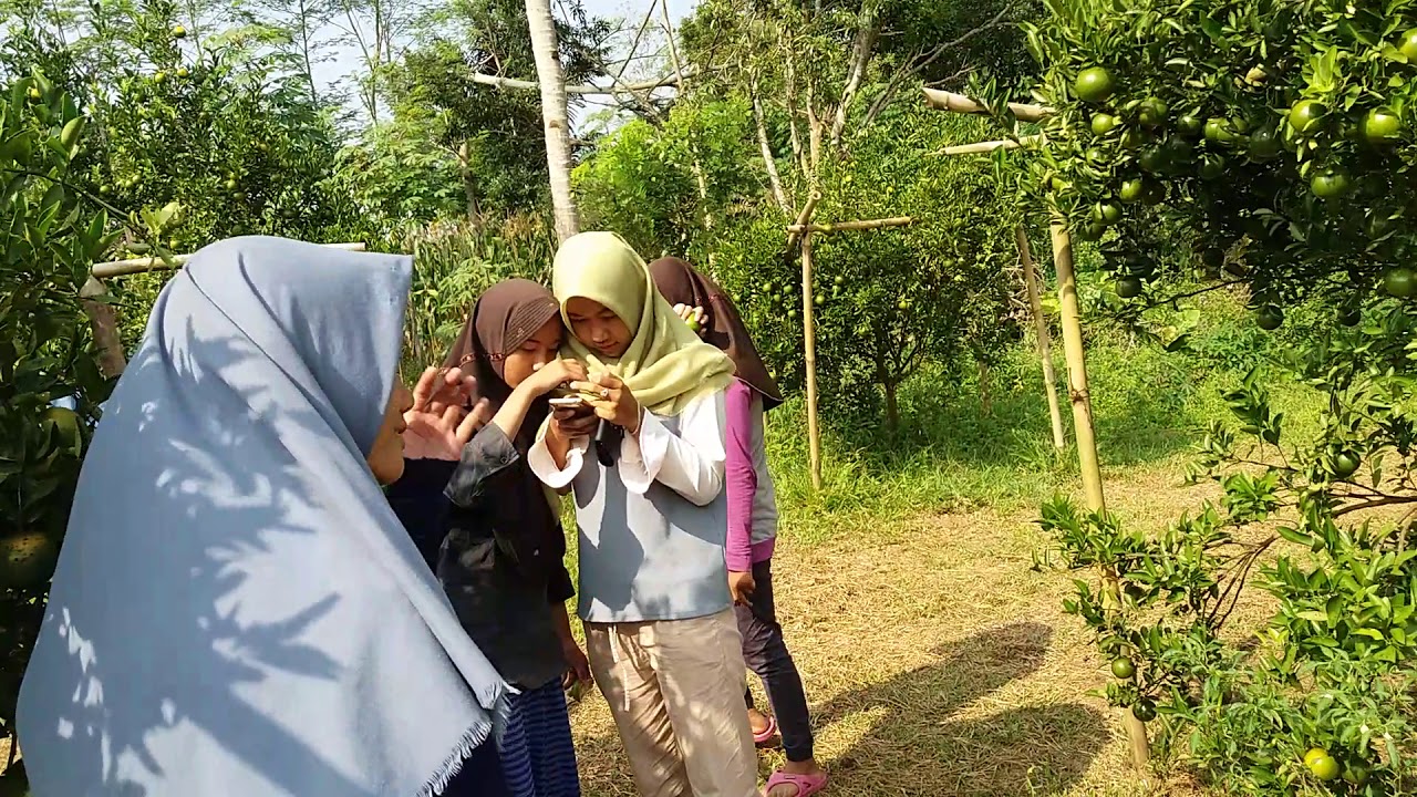 Jeruk bw sangu banyu kec negeri katon kab. Pesawaran angga hadi - YouTube