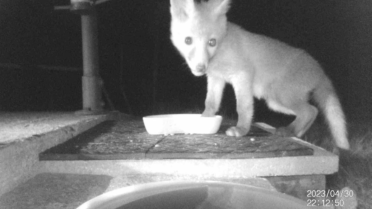 2023-04-30 Super cute Fox Cub feeds on the Hedgehog food - YouTube