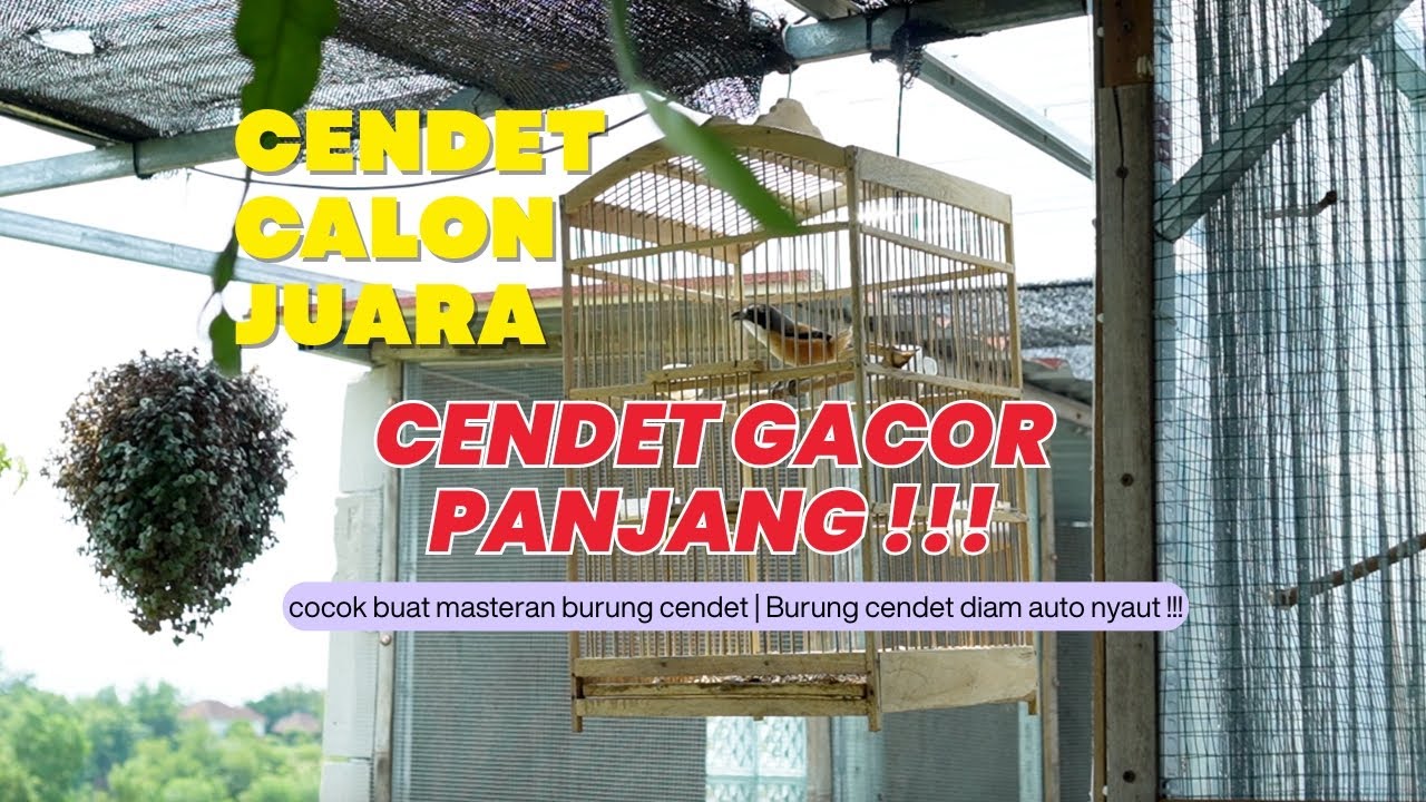 CENDET GACOR PANJANG | KLIK VIDEO INI, Cendet diam auto nyaut !!! - YouTube