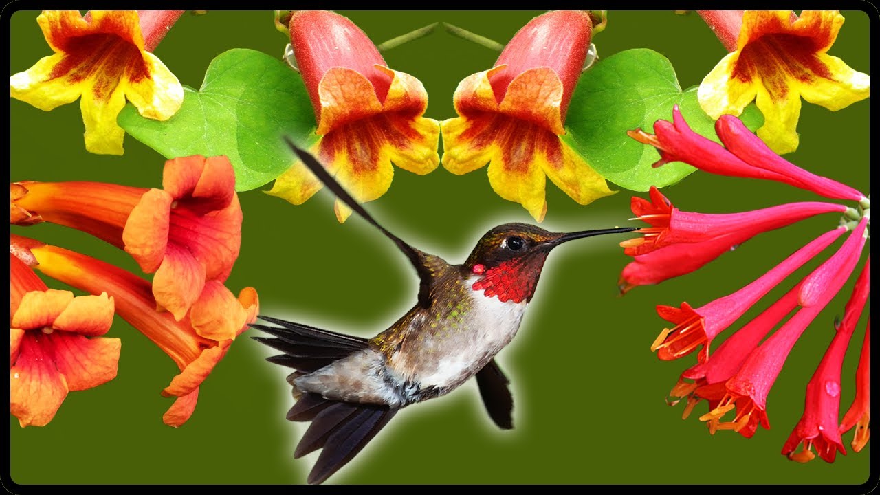 Hummingbirds Cant Resist These Native Vines Youtube