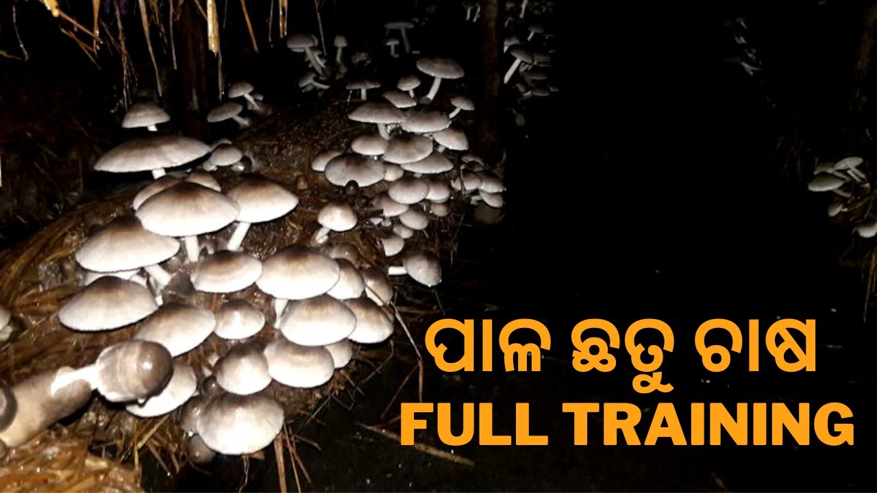 Paddy Straw Mushroom Full Training Video | Organic Mushroom Booster ...