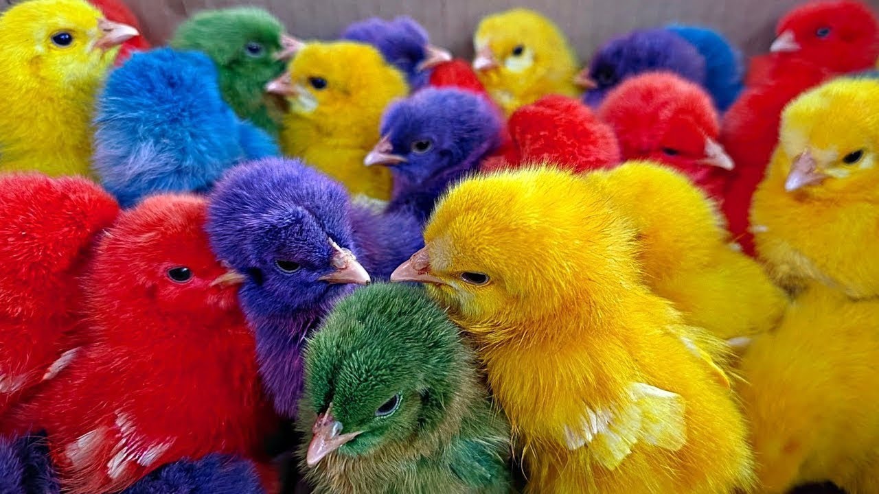 Colorful Chickens | Rainbows Chickens | Duck | Rabbit | Animals # ...