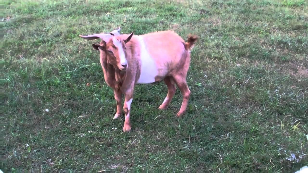 Gonzo, Our Tennessee Fainting Goat Stud! - YouTube