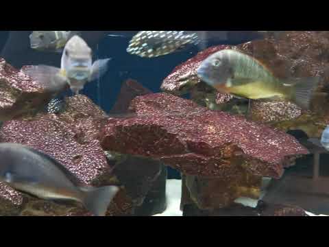 Tropheus tank 720 l - YouTube