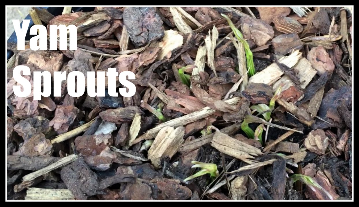 Winged Yam (Dioscorea alata) Vines Sprouting - Ninja Gardening ...