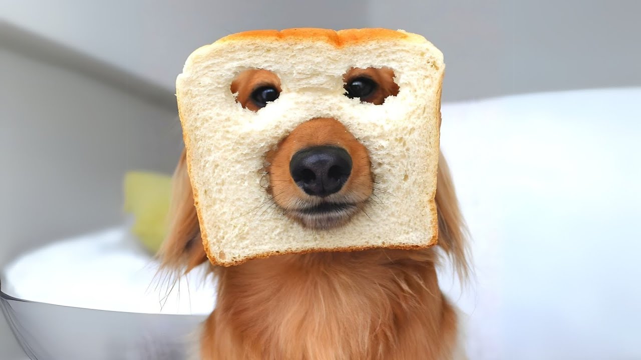 TOP 10 Most POPULAR Dog Breeds In The World | 1 Minute Animals - YouTube