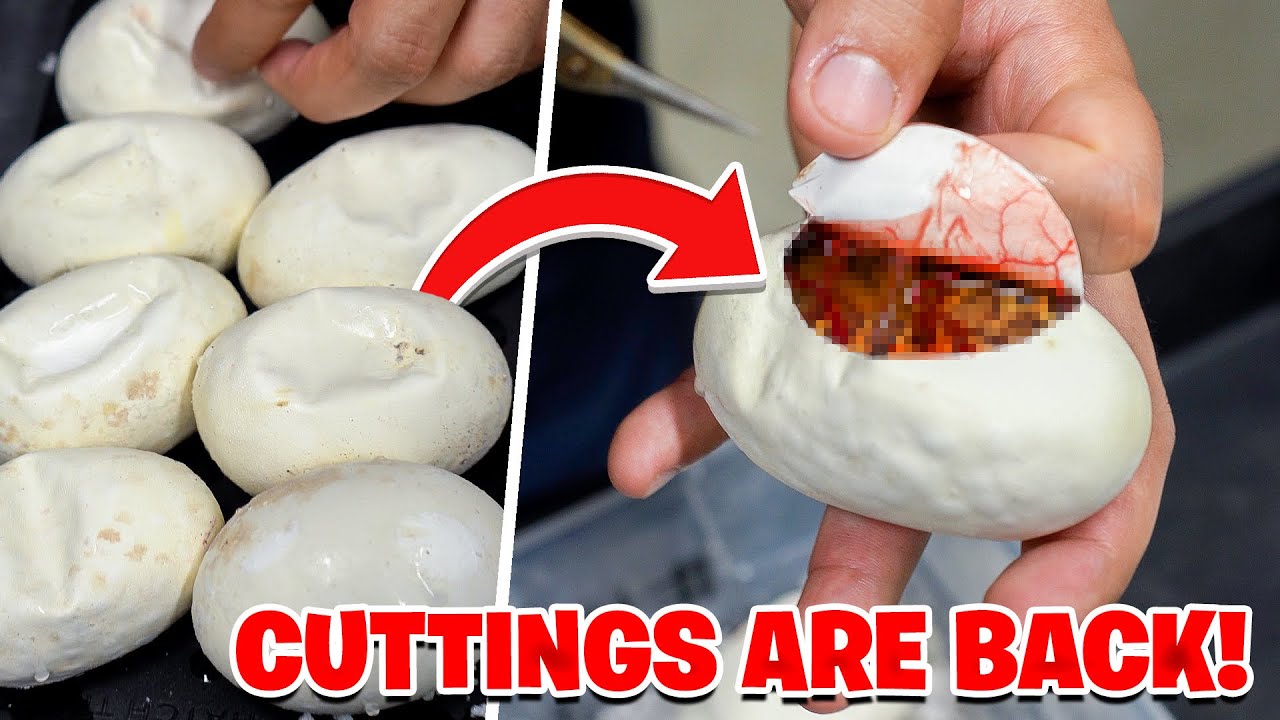 Cutting Open Snake Eggs! You Won’t Believe What We Got !! - YouTube