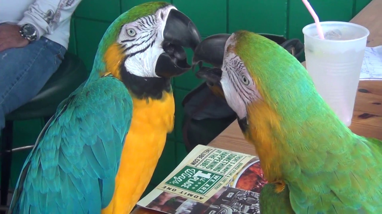 Two Parrot's Kissing - YouTube