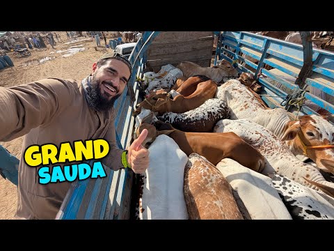 Alhamdulillah northern mandi se grand sauda hogaya 😍 17 janwar load karlye