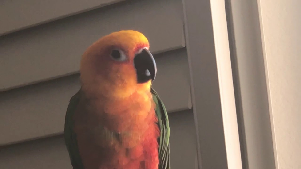Conure Parrot Dancing to Bohemian Rhapsody - YouTube