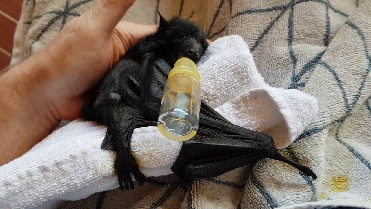 Rehab Megabat baby black flying-fox fruit bat - YouTube