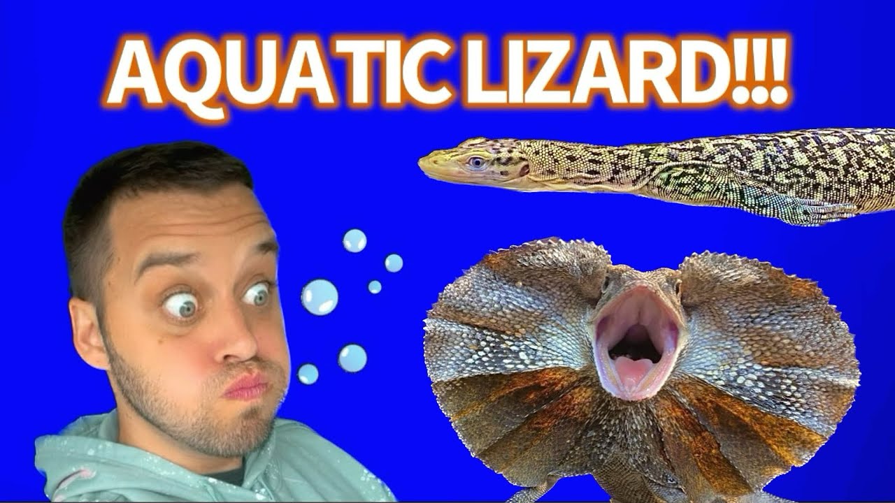 AQUATIC LIZARD!!! (Lizard Swims in Fish Tank!) - YouTube