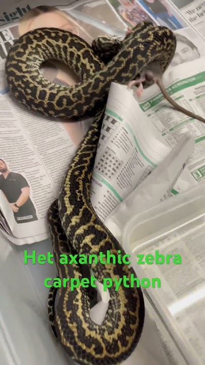 Zebra carpet python feeding #snake #australia #reptiles #australis # ...
