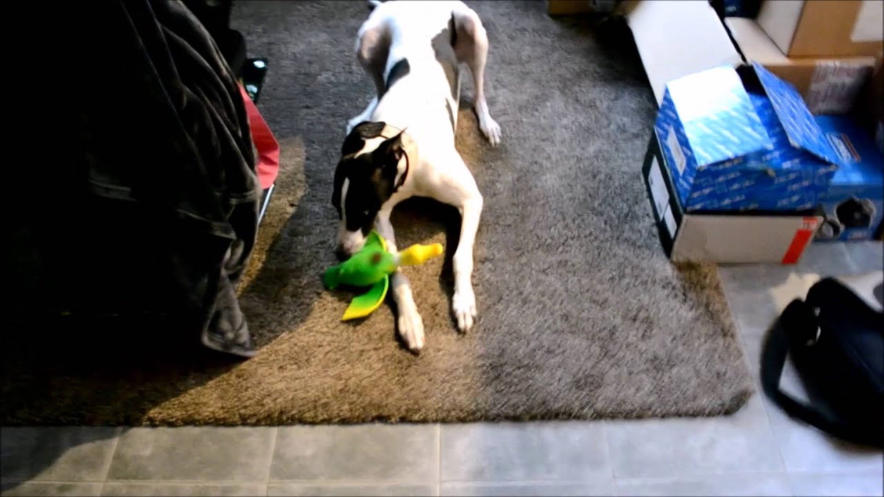 Funny Greyhound playing with toys *.* - YouTube