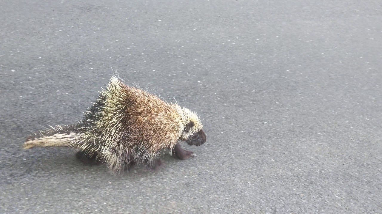 A wandering porcupine on a country road - YouTube