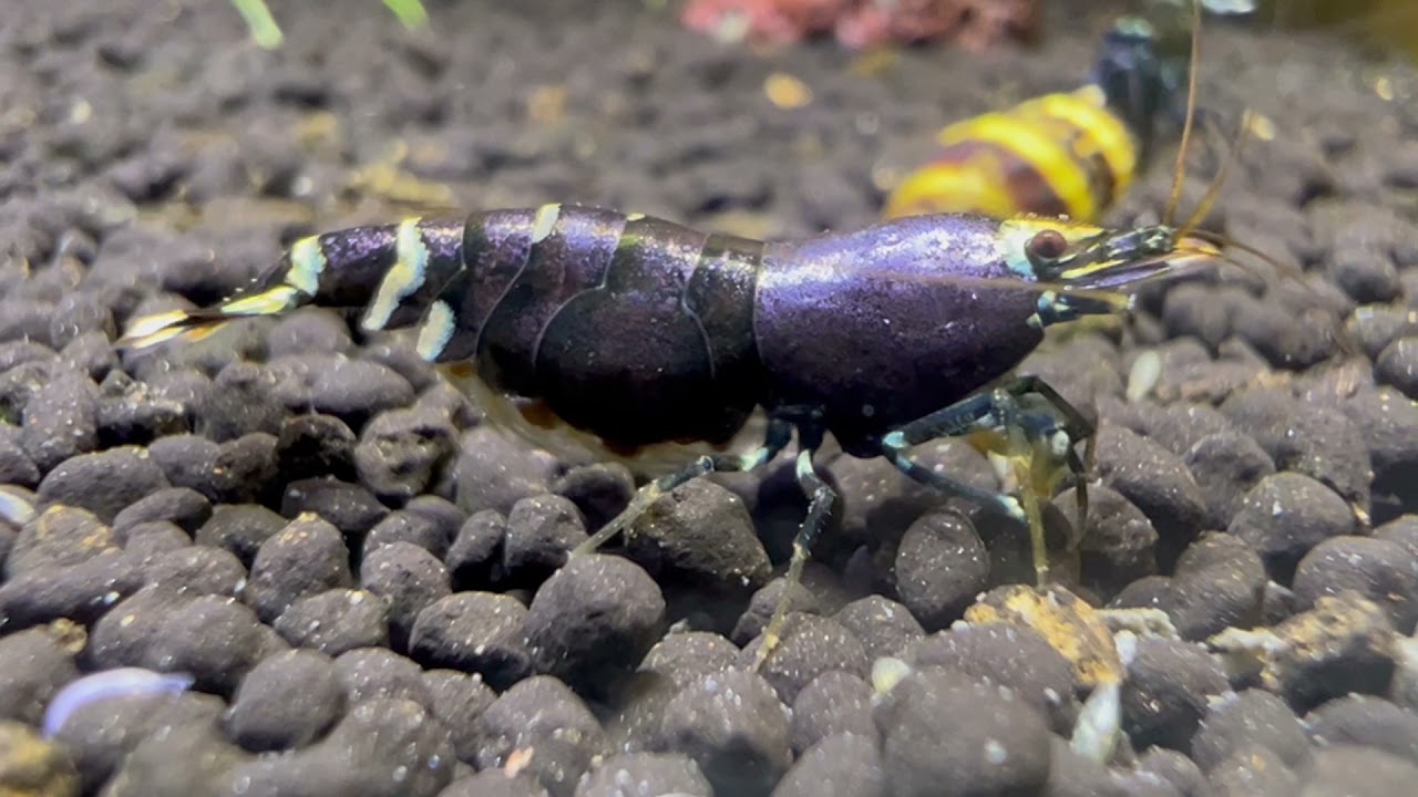 Caridina Purple Metallic - Shrimps.dk - YouTube