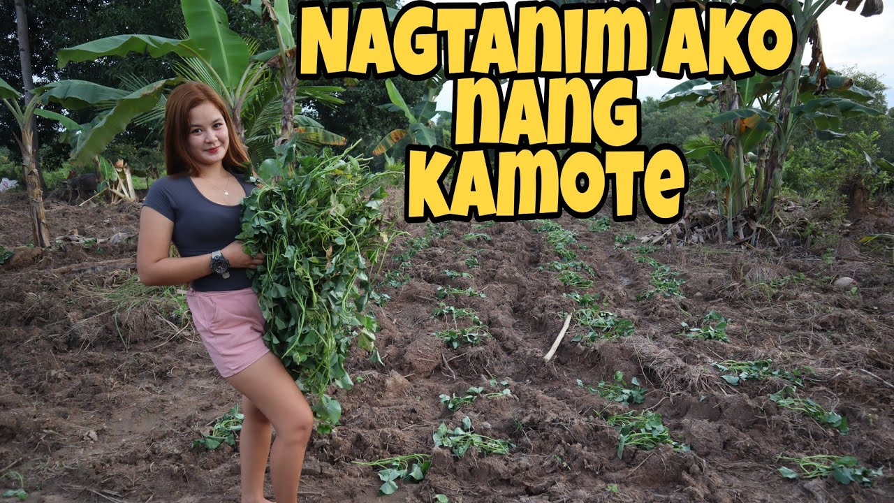 Paano ako magtanim nang kamote 😄 Thessalonica's style in planting ...