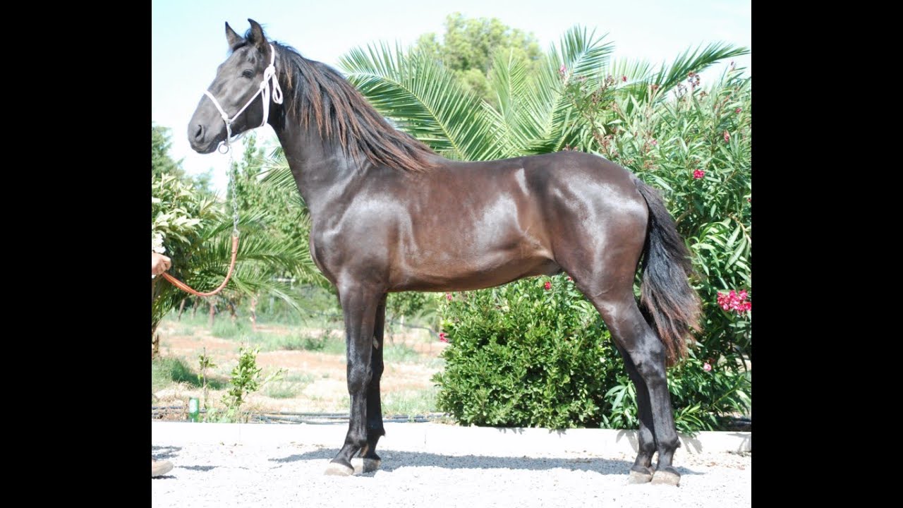 rubio caballo pre espanol caballo andaluz spanish horse andalusian ...