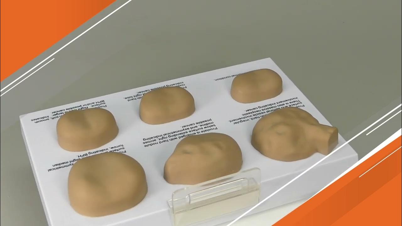 Prostate Conditions Model 6 Part Anatomystuff Youtube