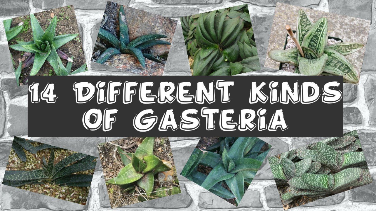 14 Different Kinds Of Gasteria - YouTube