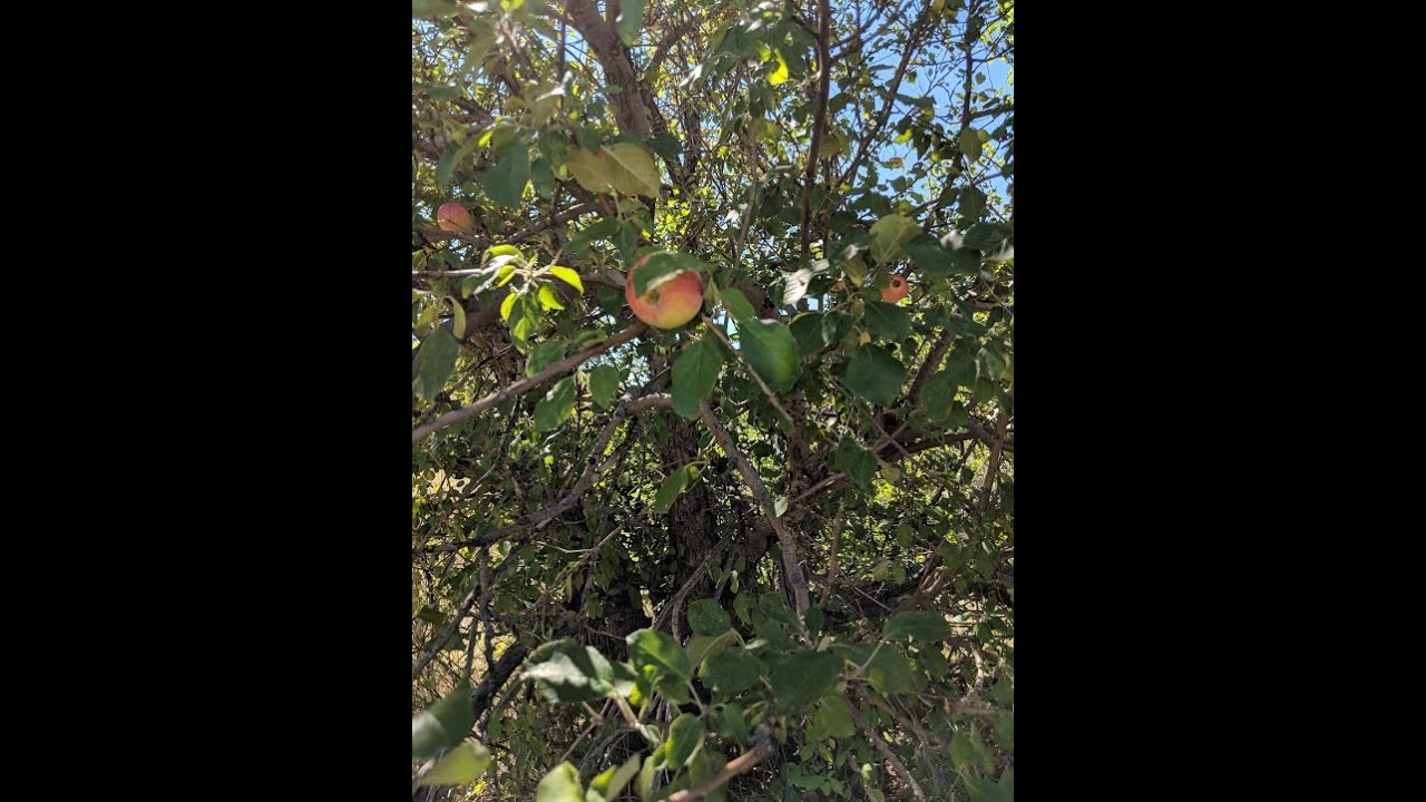 Apple Symposium 2021 Keynote Speaker Dr. Cameron Peace of Washington ...