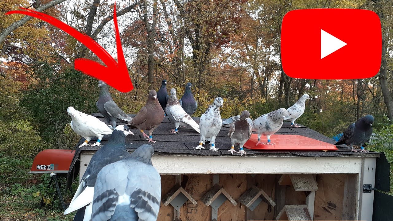 Roll Down Loft Back? (Birmingham Roller Pigeons) - YouTube