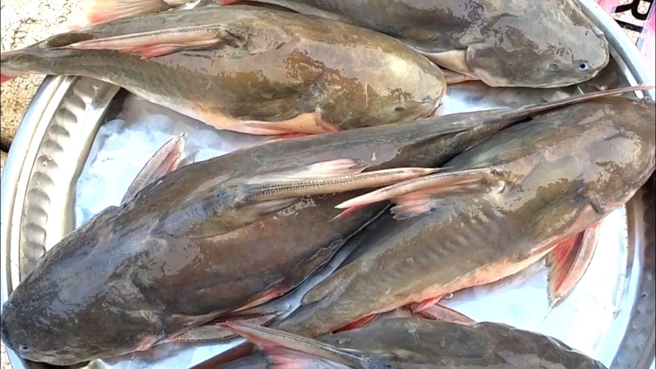 পদ্মার ৩/৪ কেজি সাইজের তাজা রিঠা মাছ 😱 কত টাকা মূল্য দেখুন? Ritha fish ...