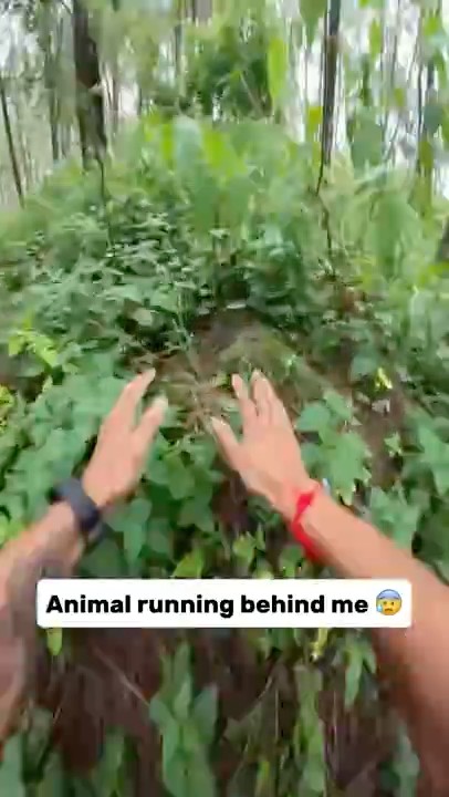 Animal running behind me 😰 - YouTube