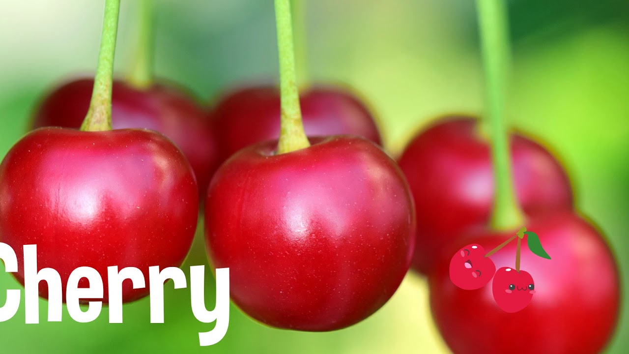 Learn about cute Cherry (for kids NO Ads); focused fun learning ...