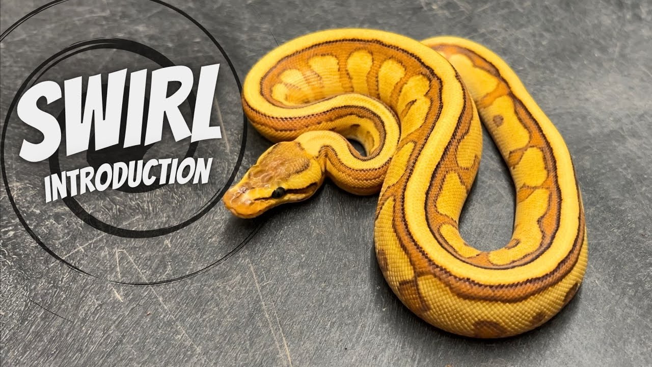 New Gene Spotlight: SWIRL ... (Super Form + Multiple Recessives) - YouTube