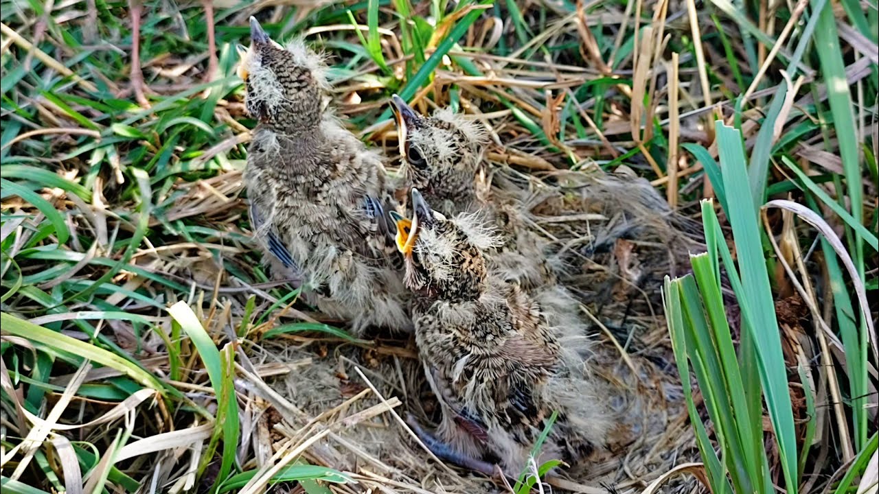 Cute Lark Chicks Running to Mom for Food | Adorable Moments in Nature ...