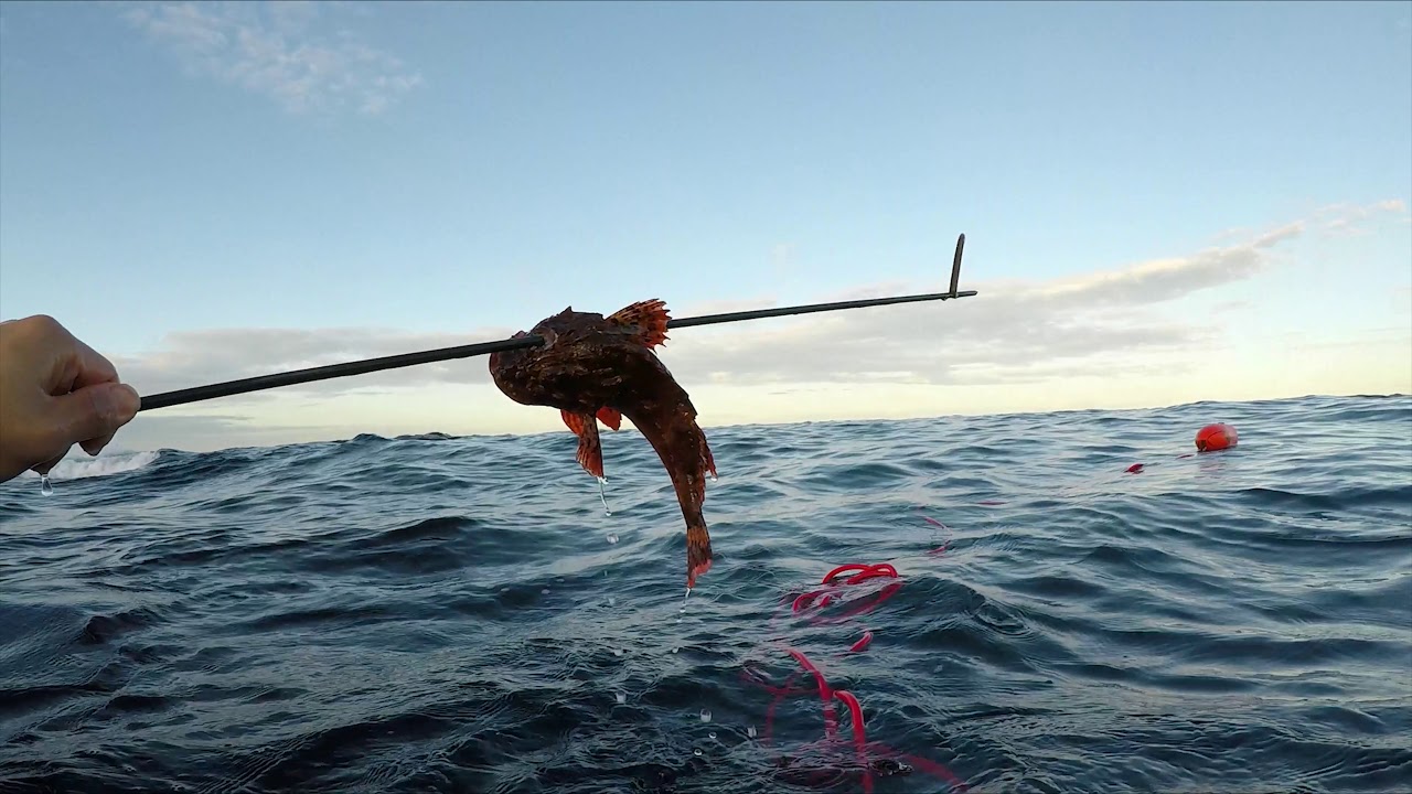 SPEARFISHING NSW / EP 3 / 31.5.20 - YouTube