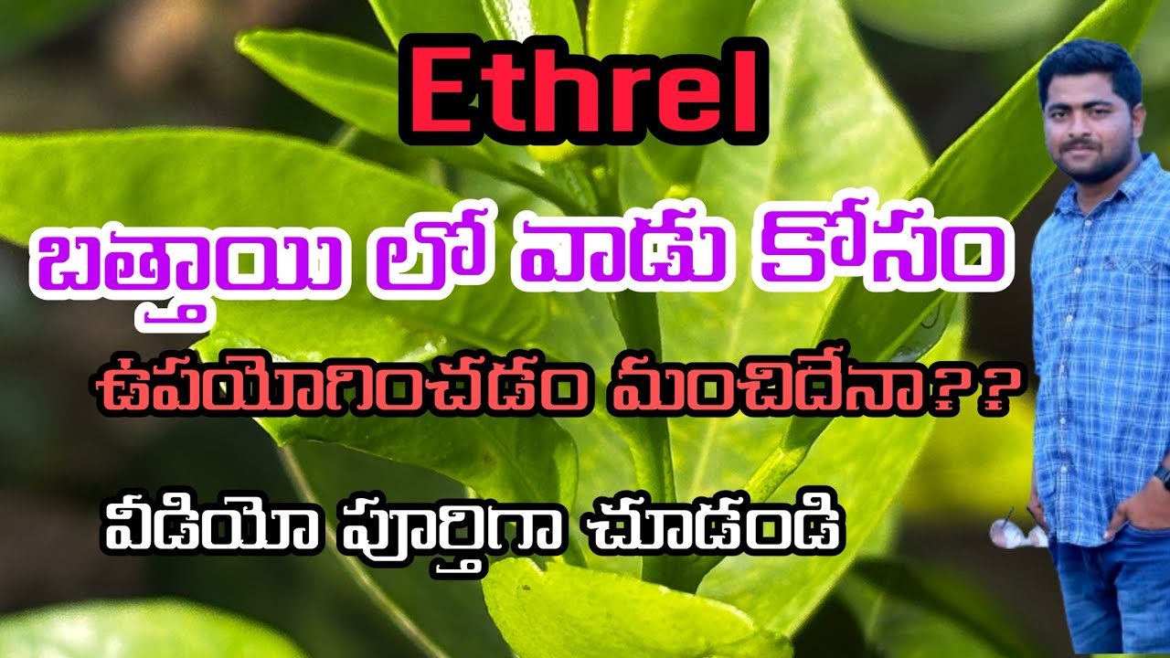 Ethrel అనే మందు బత్తాయి లో వాడు కోసం ఉపయోగించడం వల్ల జరిగే లాభ నస్టాలు ...