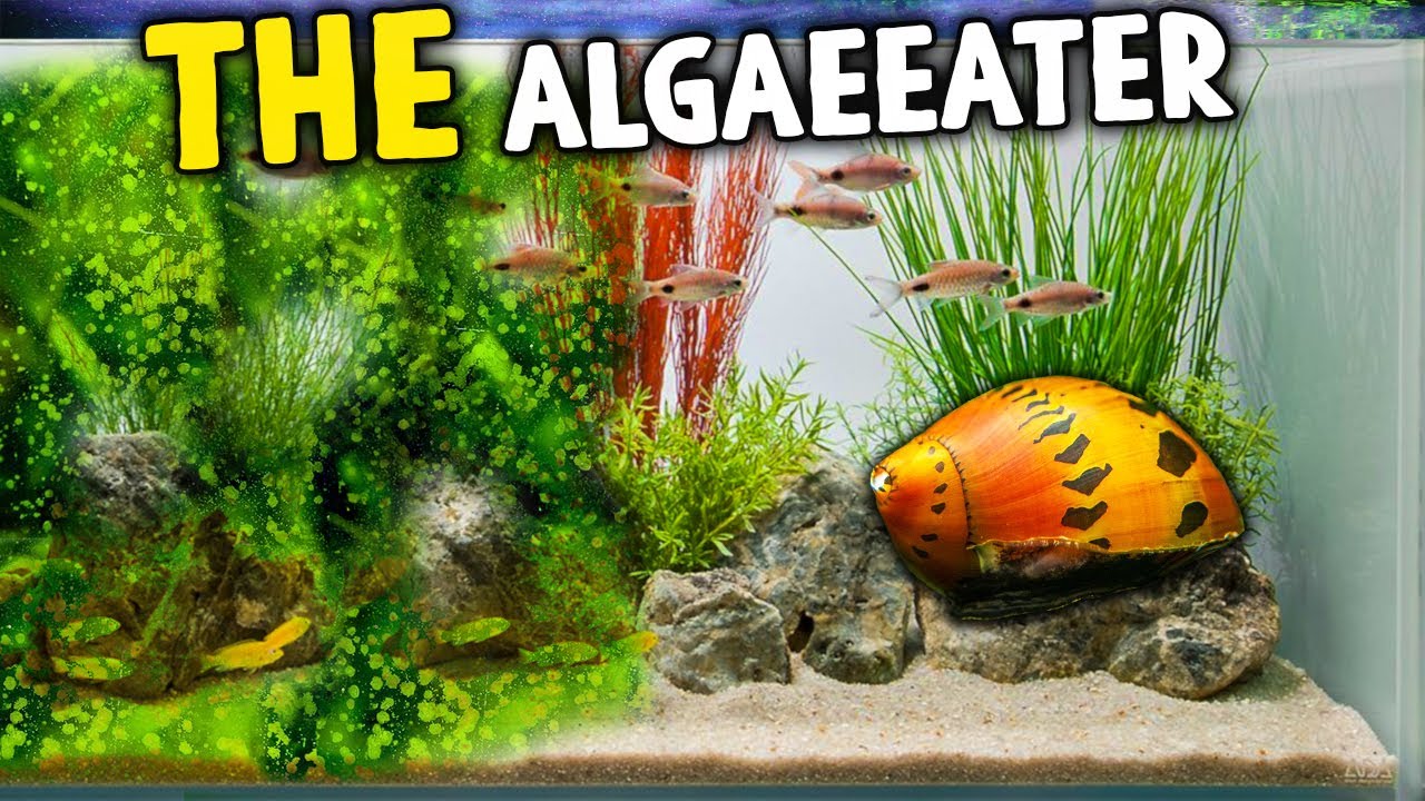 This is THE Algae-eater you will need for your algae problems! - YouTube