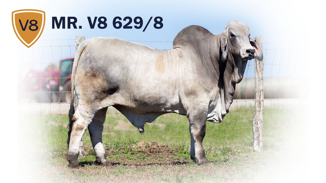 Mr. V8 629/8 Brahman Bull Selling in Jones Cattle Company Sale - YouTube