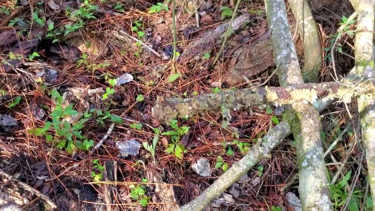Torn up spot with lots of tree breaks in Hillsborough County FL - YouTube