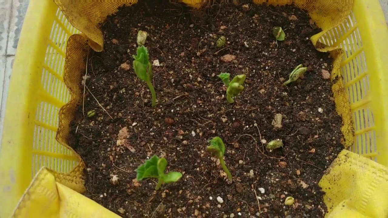 Fastest way to grow bitter gourd/ karela / bitter melon from seeds# ...