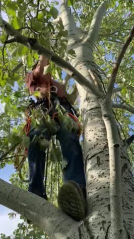 Srt tree climbing #climbing #climbingarborist - YouTube