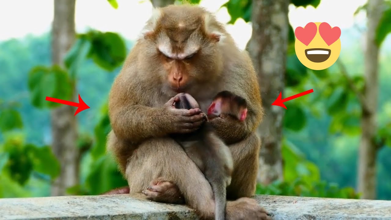 Best mother monkey give millions of love for baby monkey Emily & baby ...