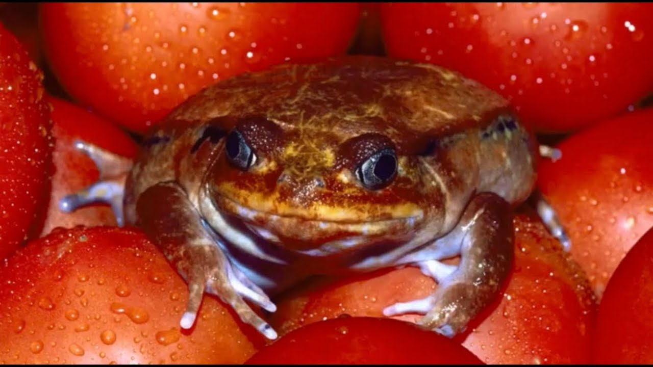 A frog that looks like a tomato *TOMATO FROGS* interesting facts and ...